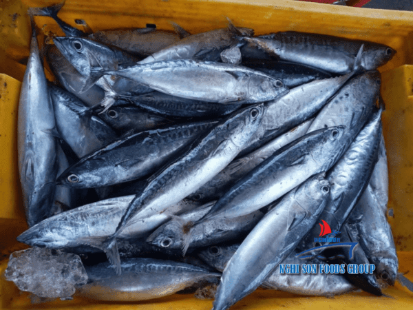Nghi Son Foods Group | Leading Tuna Exporter from Vietnam
