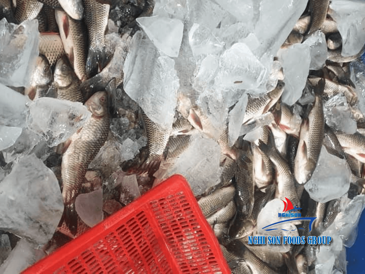 Frozen Rohu - Nghi Son Foods Group